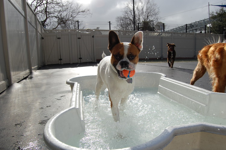 Dog Boarding In Oakland, CA | Citizen Canine